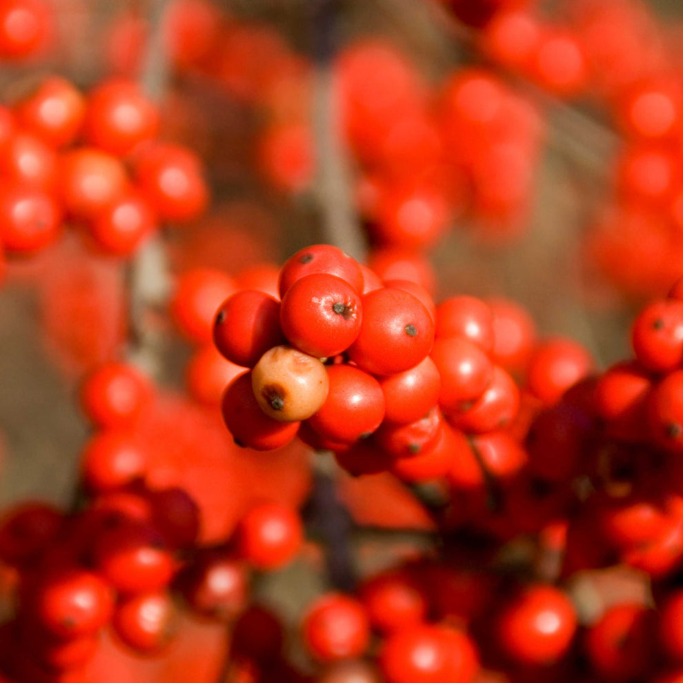 20Pcs Winterberry Seeds – Passion For Plantation