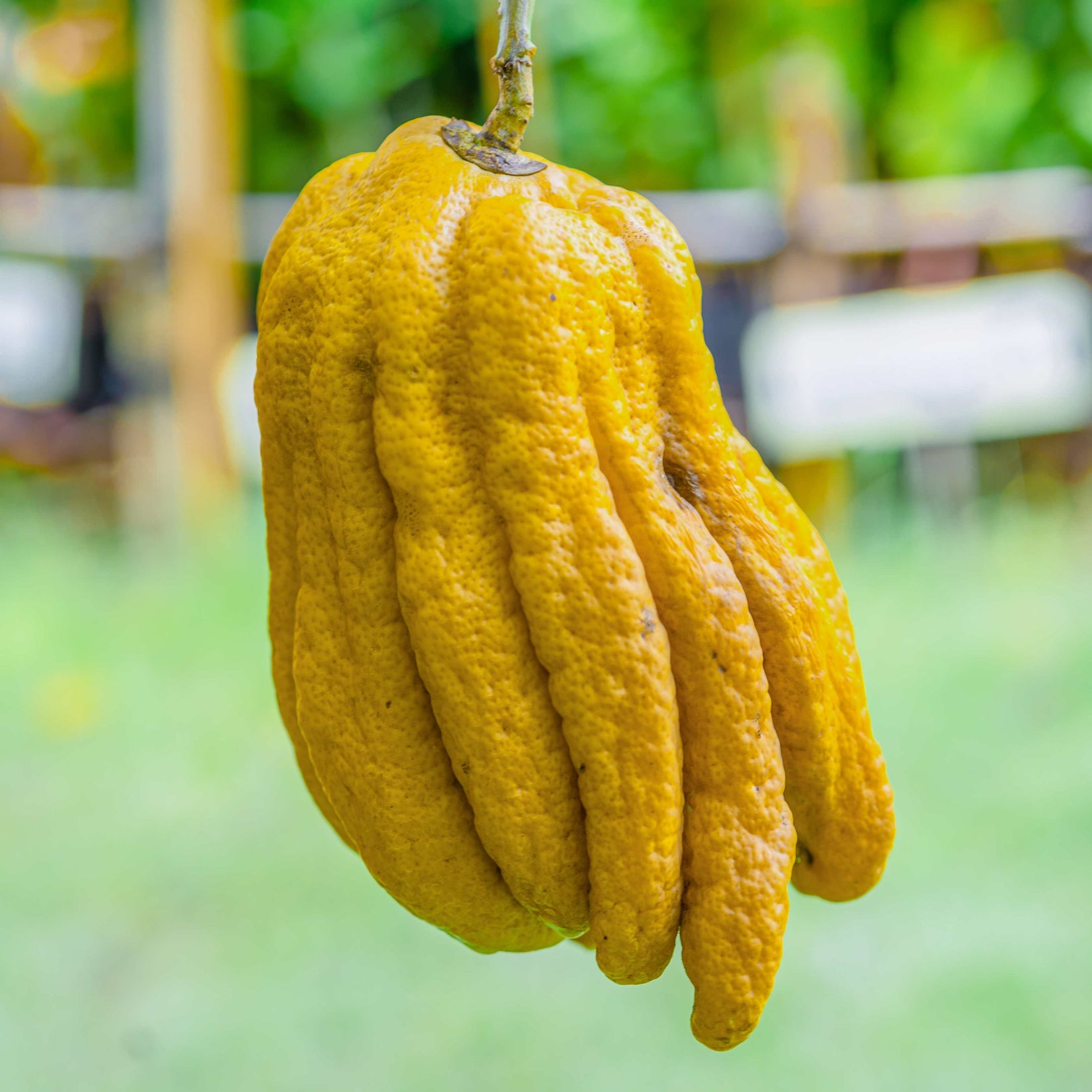 50Pcs Buddha's Hand Plant Seeds – Passion For Plantation