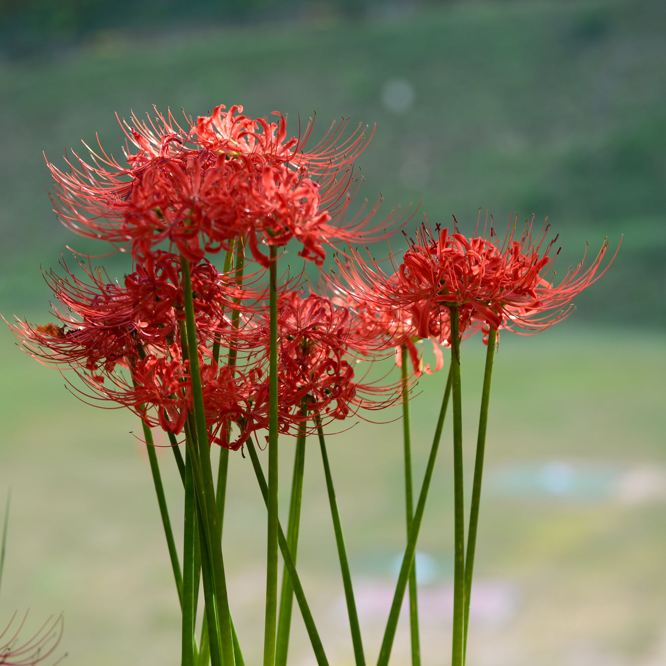 20Pcs Japanese Red Spider Lily / Higanbana Flower Seeds – Passion For ...