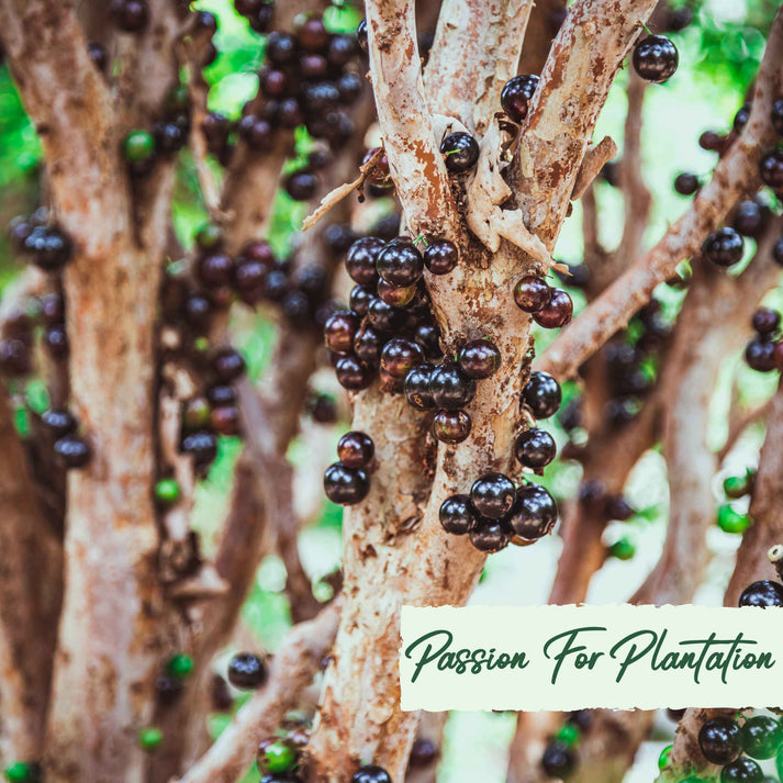 Rare Brazilian Grape Tree (Jabuticaba) Seeds – Passion For Plantation