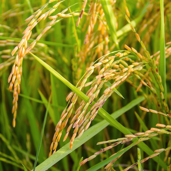 100Pcs Organic Rice Seeds – Passion For Plantation
