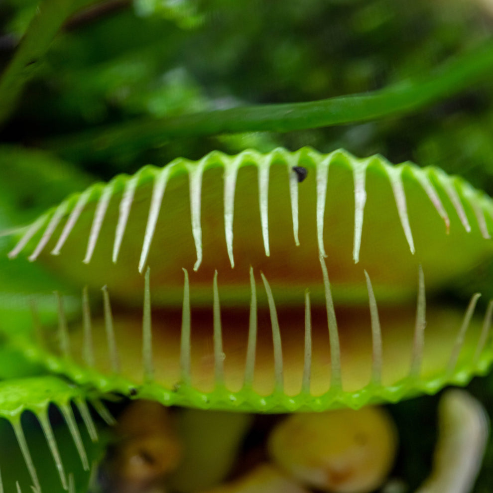 100Pcs Ferocious Venus Flytrap (Insectivorous, Carnivorous) Plant Seed ...