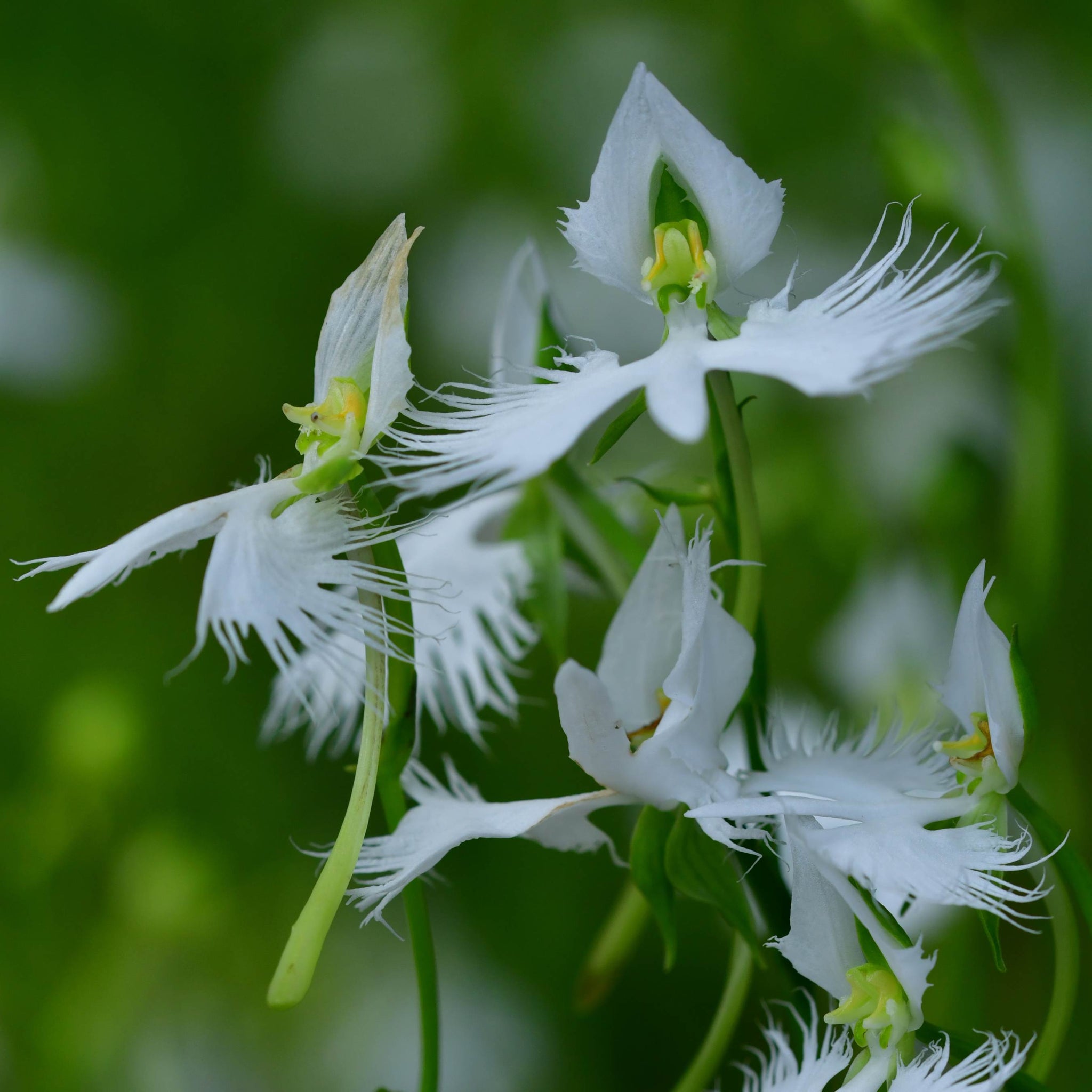 Japanese Radiata White Egret Orchid Plant – Passion For Plantation