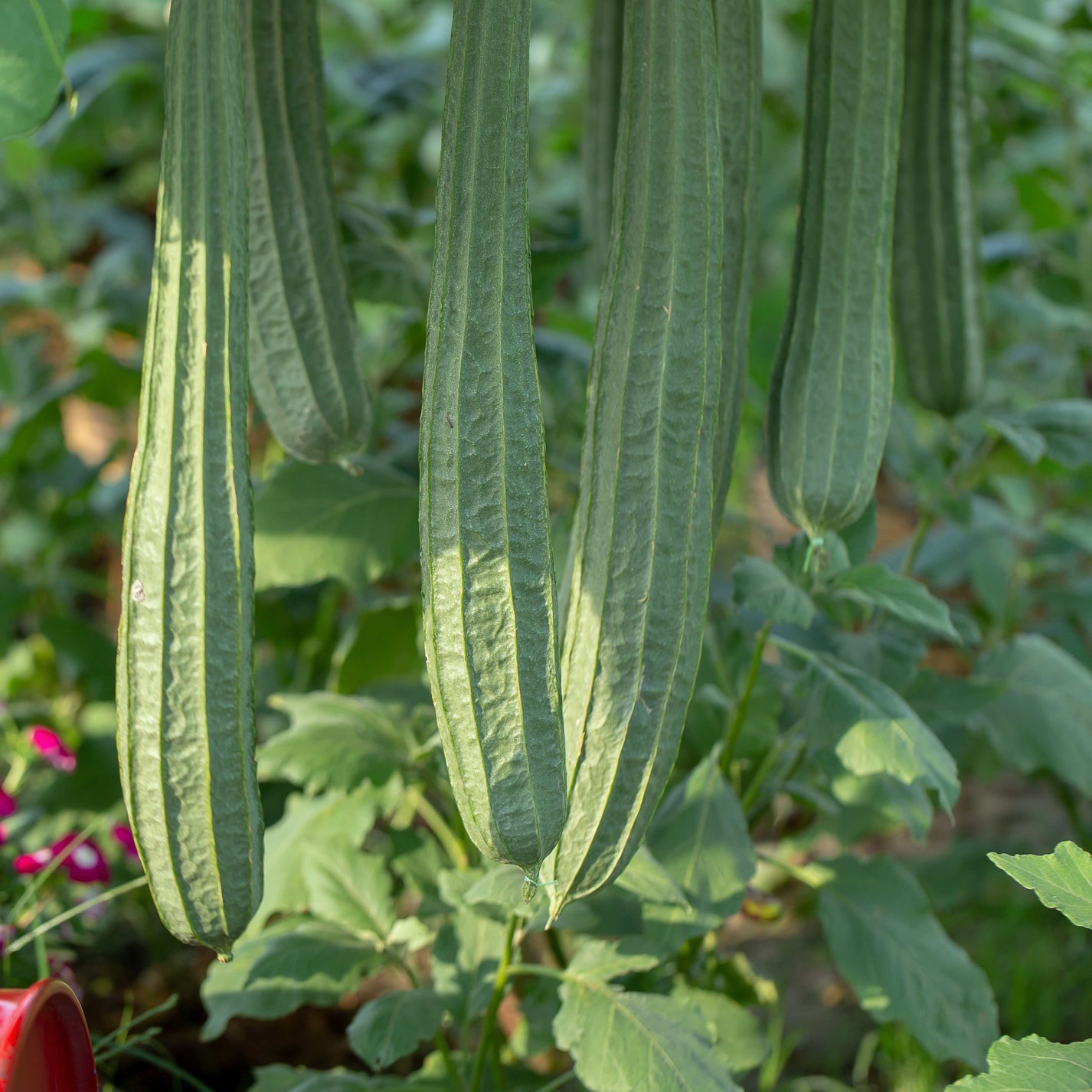 10Pcs Luffa Seeds – Passion For Plantation