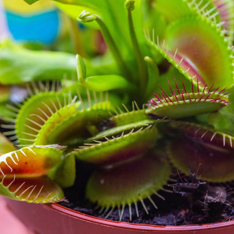100Pcs Ferocious Venus Flytrap (Insectivorous, Carnivorous) Plant Seed ...