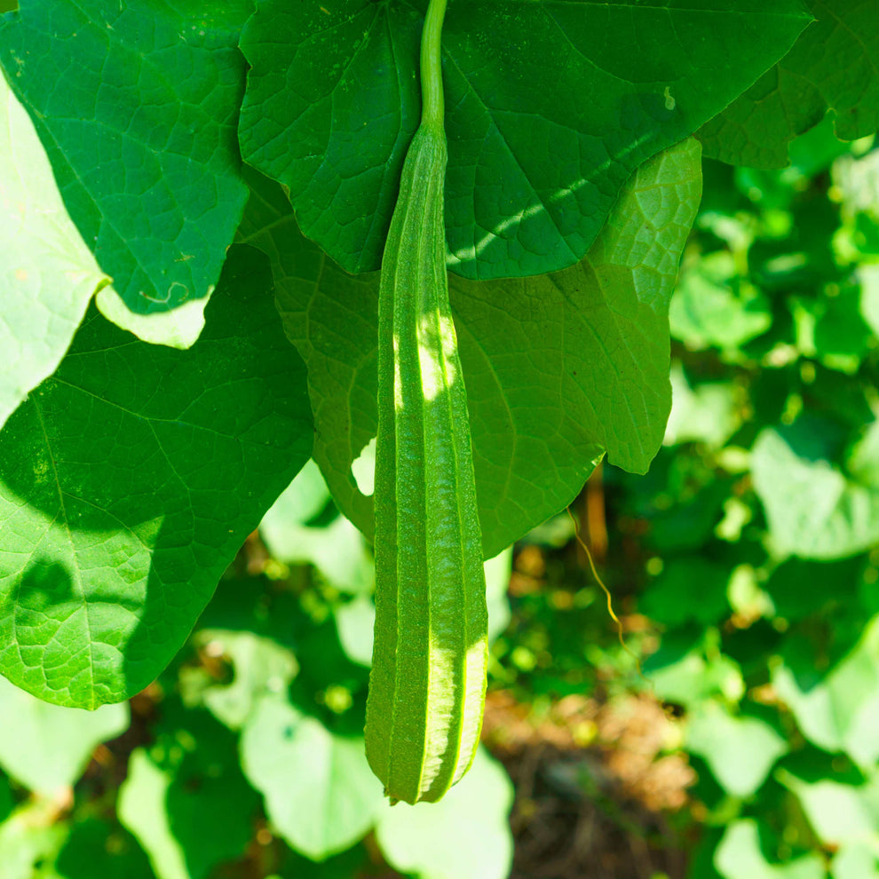 10Pcs Luffa Seeds – Passion For Plantation