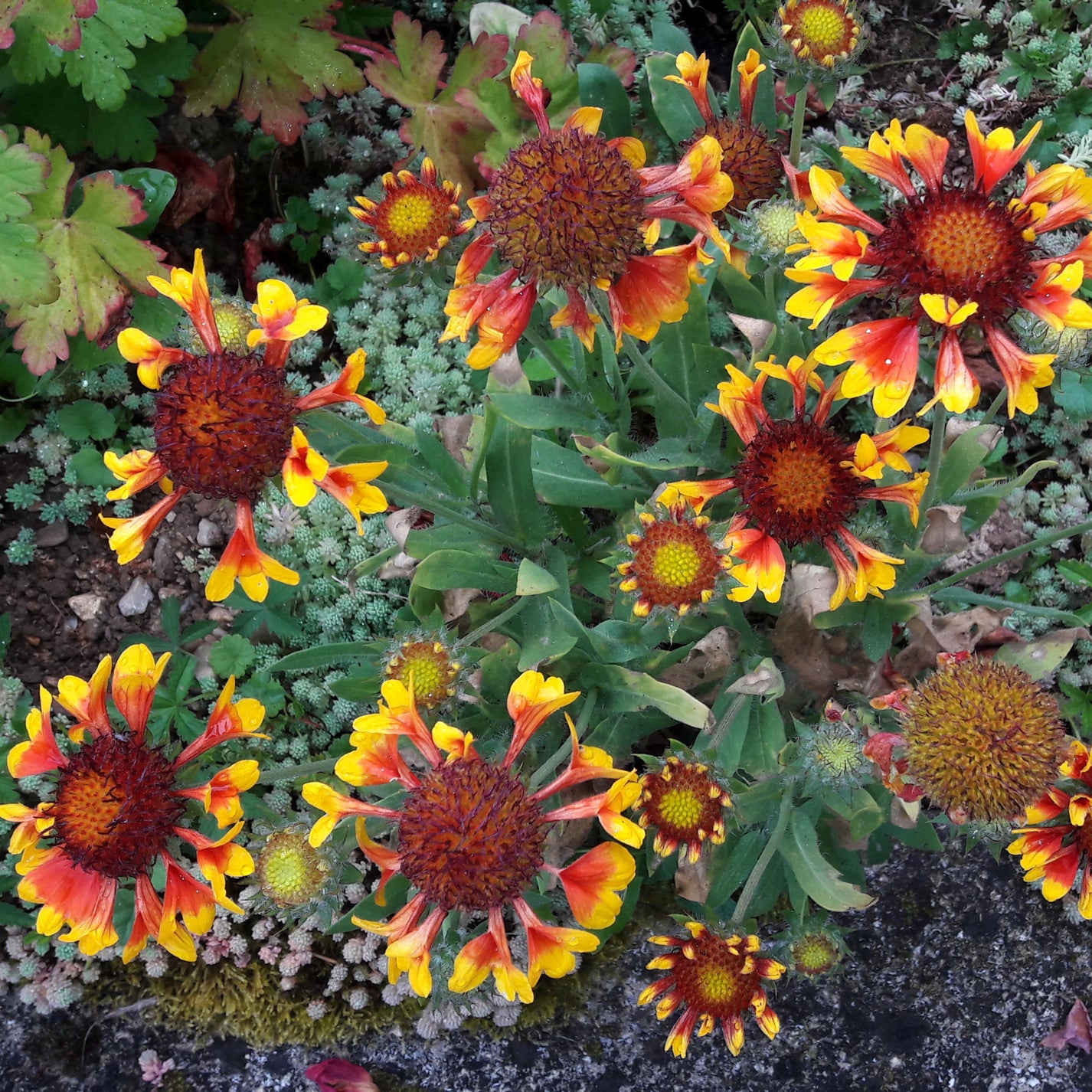 Gaillardia Flower Seeds – Passion For Plantation