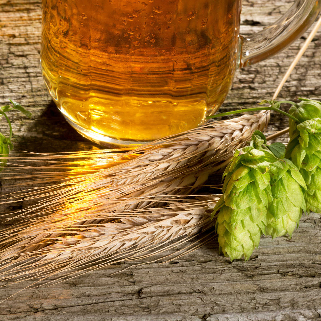 10Pcs Hops (Humulus lupulus) Seeds, Brew Your Own Beer, Easy To Plant ...