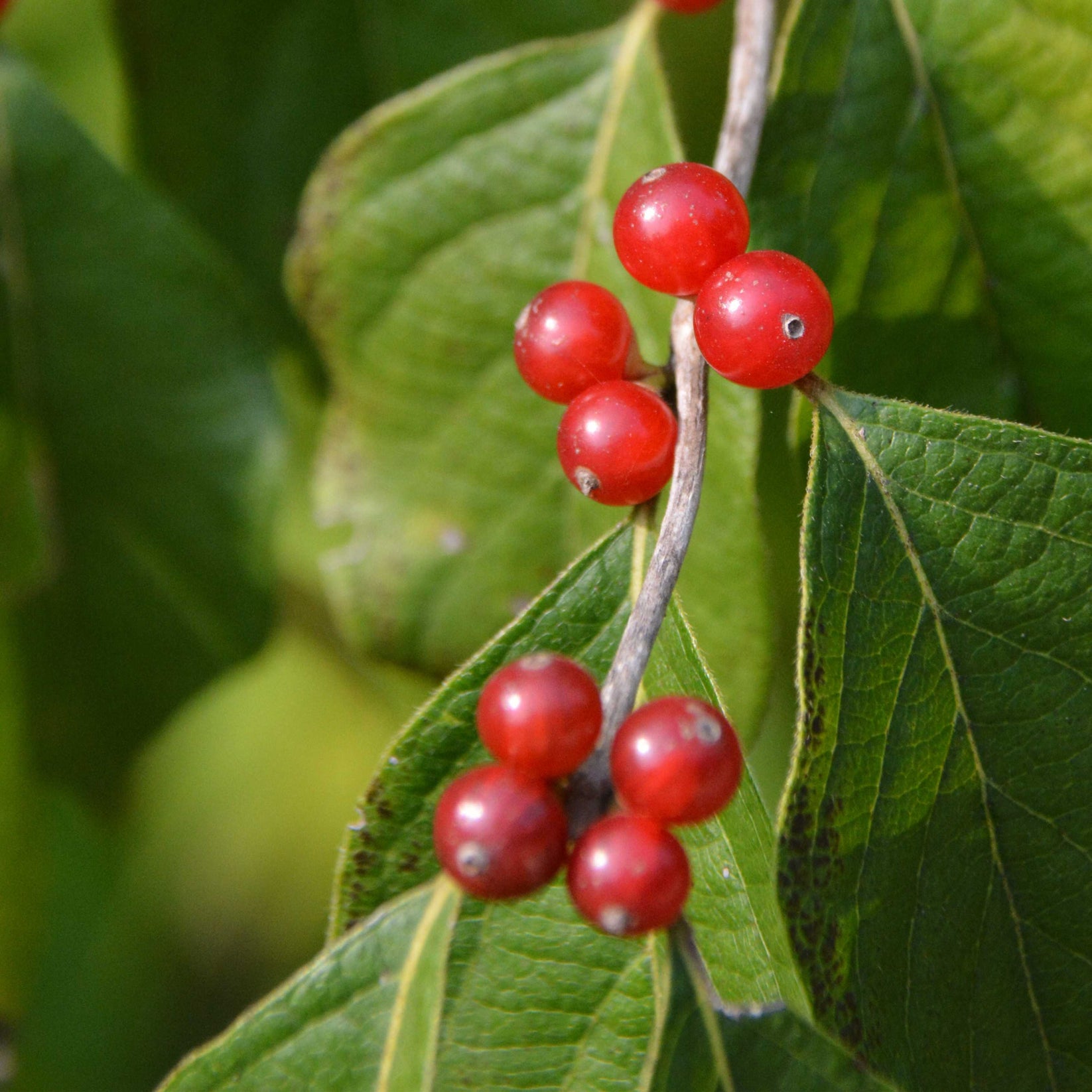 20Pcs Winterberry Seeds – Passion For Plantation