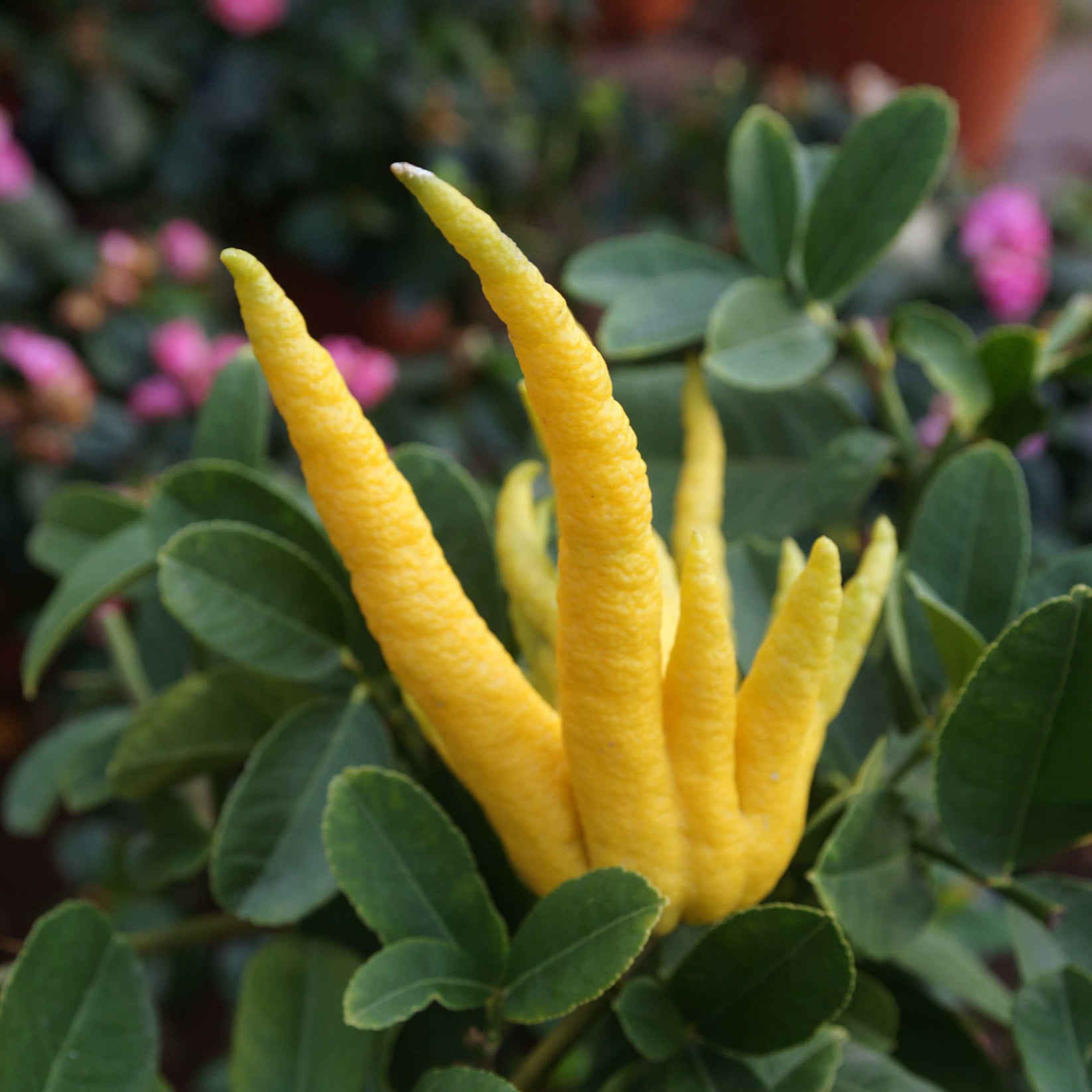 50Pcs Buddha's Hand Plant Seeds – Passion For Plantation