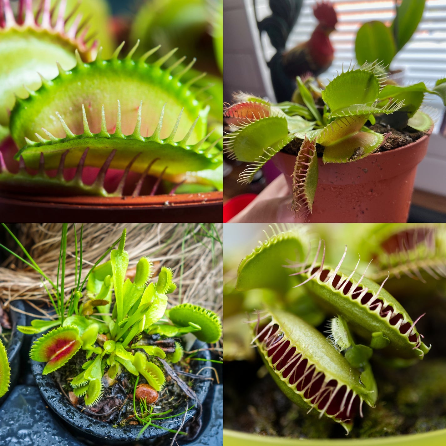 100Pcs Ferocious Venus Flytrap (Insectivorous, Carnivorous) Plant Seed ...