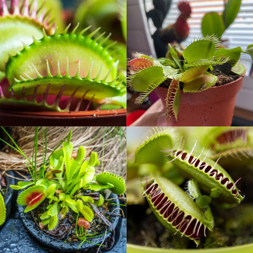 100Pcs Ferocious Venus Flytrap (Insectivorous, Carnivorous) Plant Seed ...