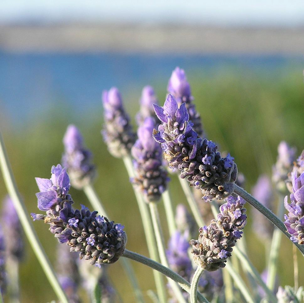 200Pcs Organic Empress Lavender Herb Flower Seeds – Passion For Plantation