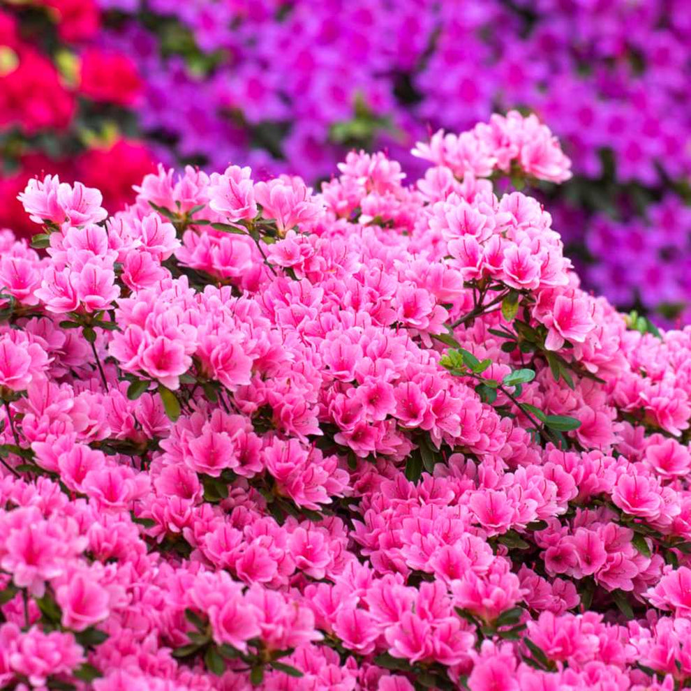 50Pcs Azalea (Rhododendron) Seeds – Passion For Plantation