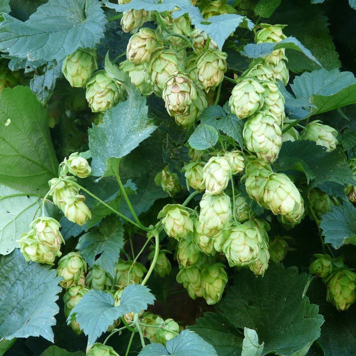 10Pcs Hops (Humulus lupulus) Seeds, Brew Your Own Beer, Easy To Plant ...