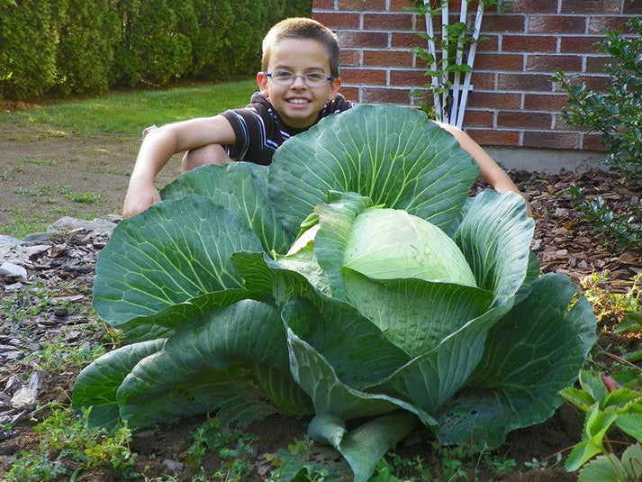 Big Giant Organic Cabbage Seeds – Passion For Plantation