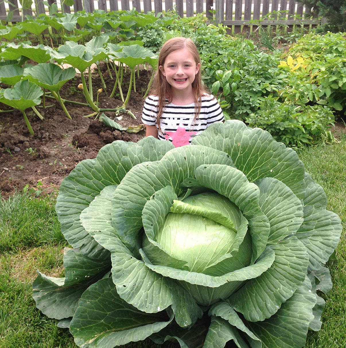 Big Giant Organic Cabbage Seeds – Passion For Plantation