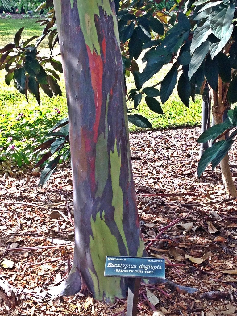 Rainbow Eucalyptus deglupta Tree Seeds – Passion For Plantation