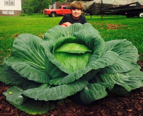 Big Giant Organic Cabbage Seeds – Passion For Plantation