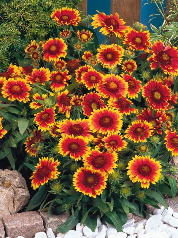 20Pcs Gaillardia Flower Seeds – Passion For Plantation