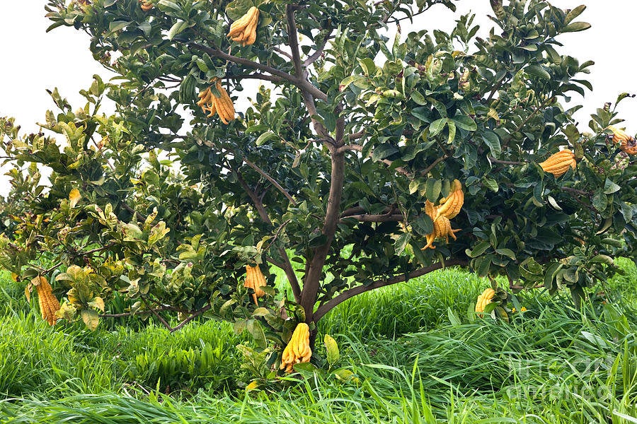 50Pcs Buddha's Hand (Citrus medica var. sarcodactylis) Plant Seeds ...