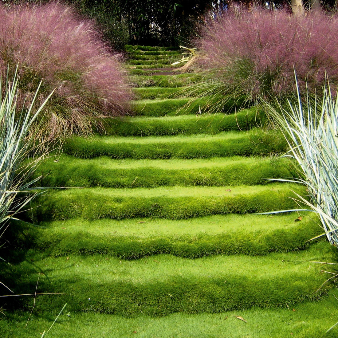 200pcs Korean (No Mow) Grass Seeds Zoysia Tenuifolia – Passion For ...